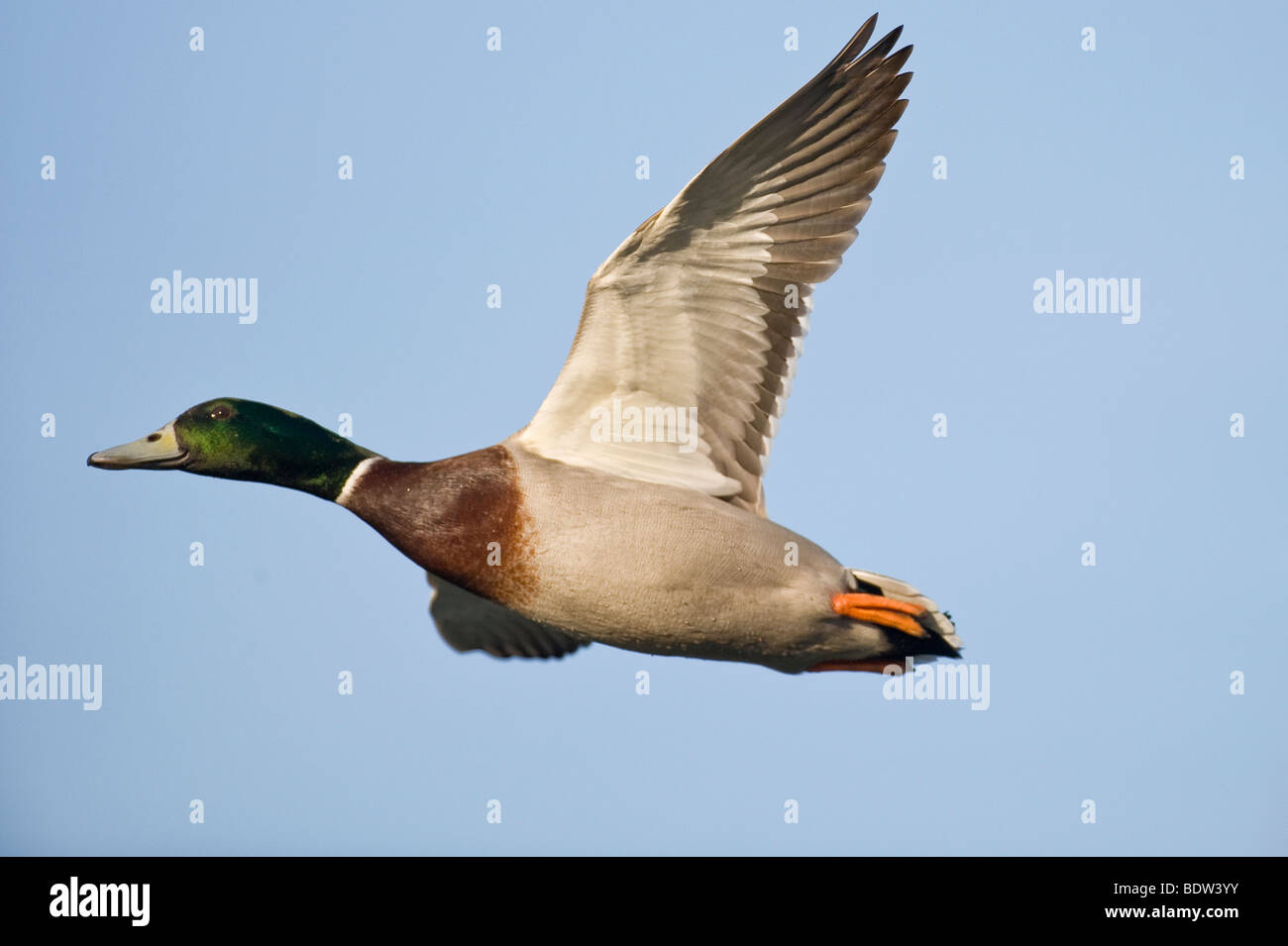 A dabbling duck in flight Stock Photo - Alamy