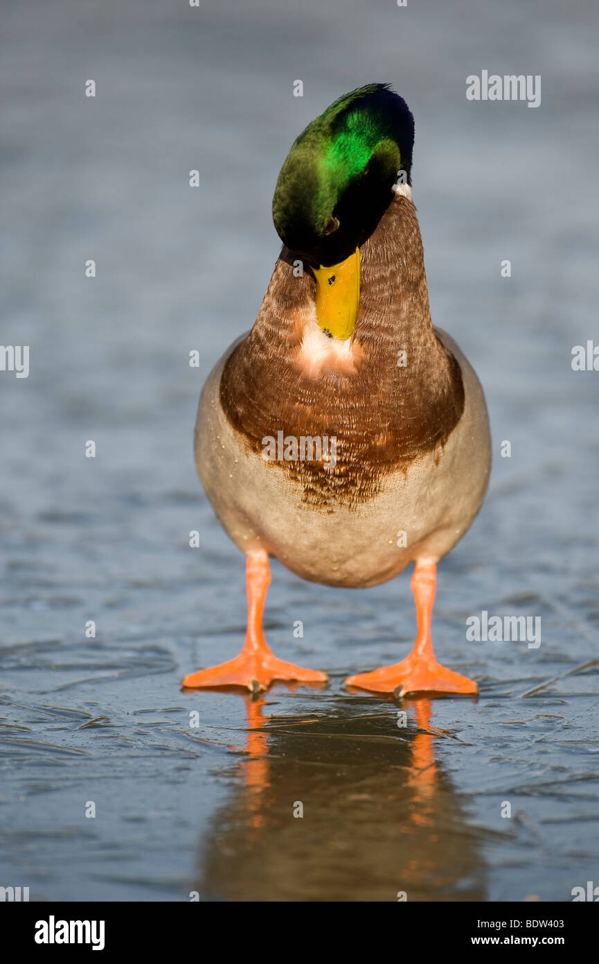 Preening duck hi-res stock photography and images - Alamy