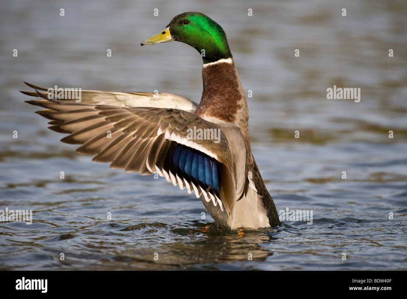 A dabbling duck beating its wings Stock Photo - Alamy