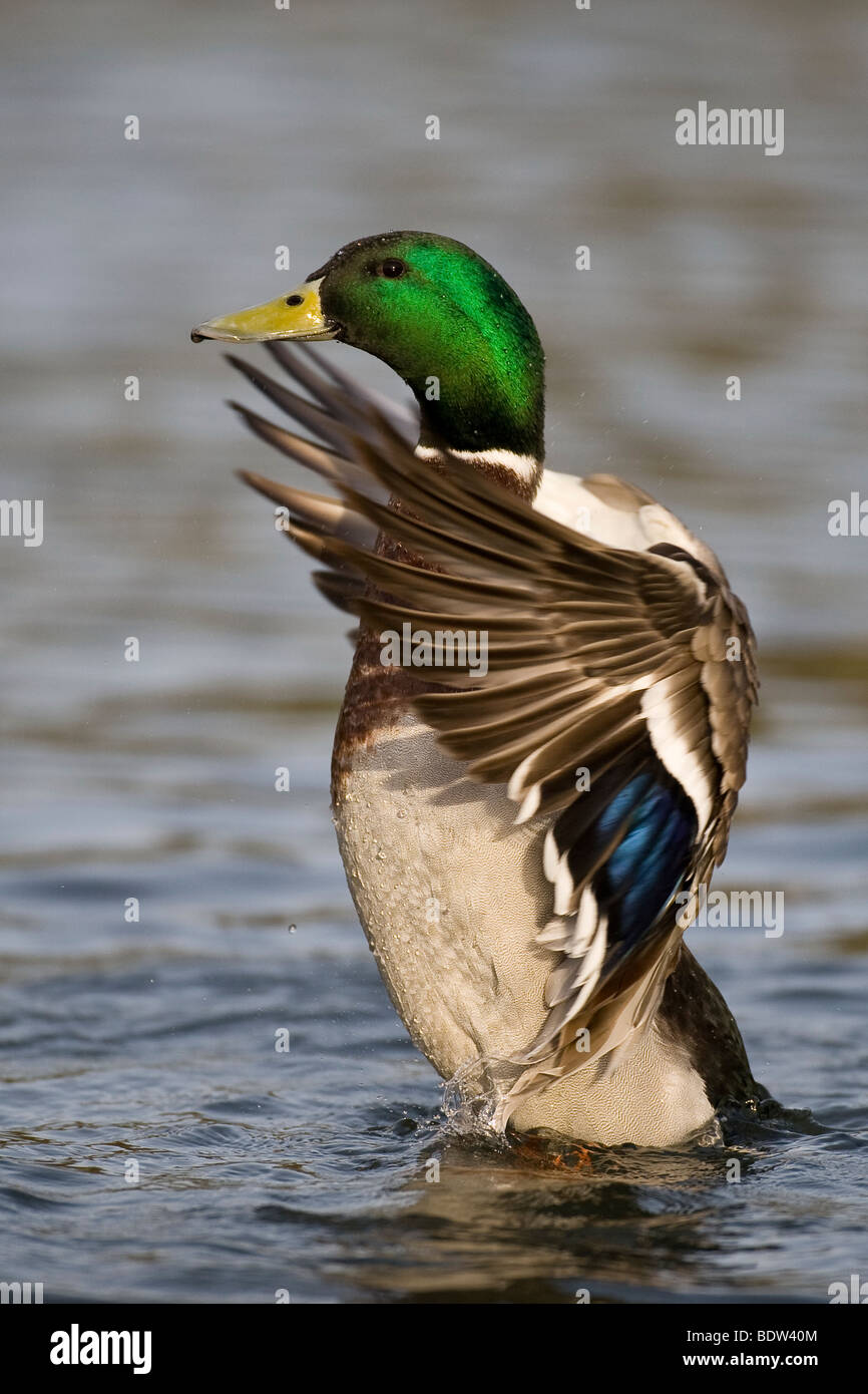 A dabbling duck beating its wings Stock Photo - Alamy