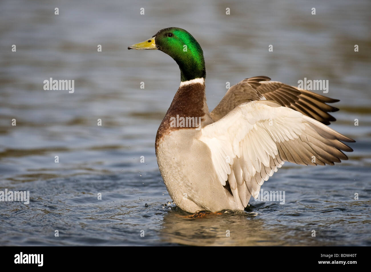 A dabbling duck beating its wings Stock Photo - Alamy