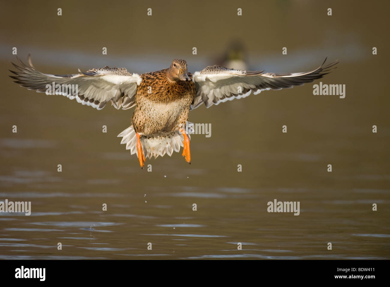 A dabbling duck in landing approach Stock Photo - Alamy