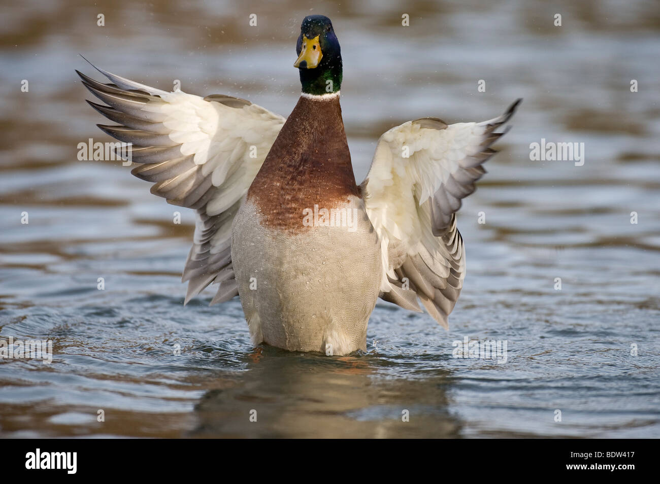 Dabbling Duck High Resolution Stock Photography and Images - Alamy