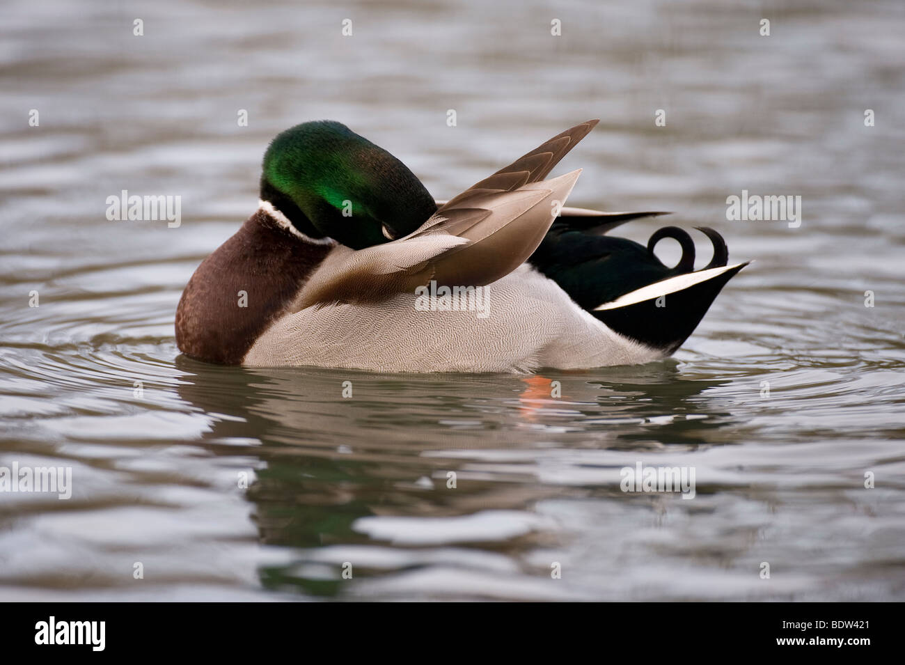 Preening birds hi-res stock photography and images - Alamy