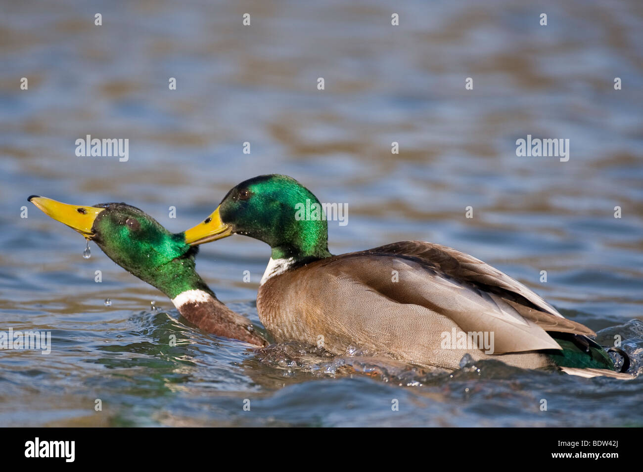 Two drakes fighting hi-res stock photography and images - Alamy
