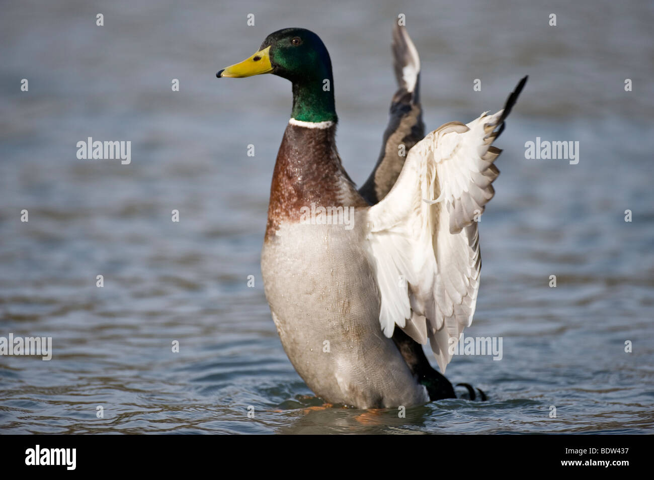 A dabbling duck beating its wings Stock Photo - Alamy