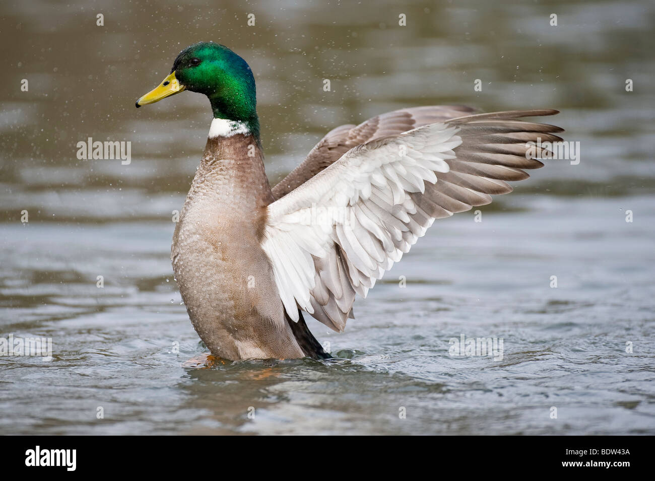 A dabbling duck beating its wings Stock Photo - Alamy