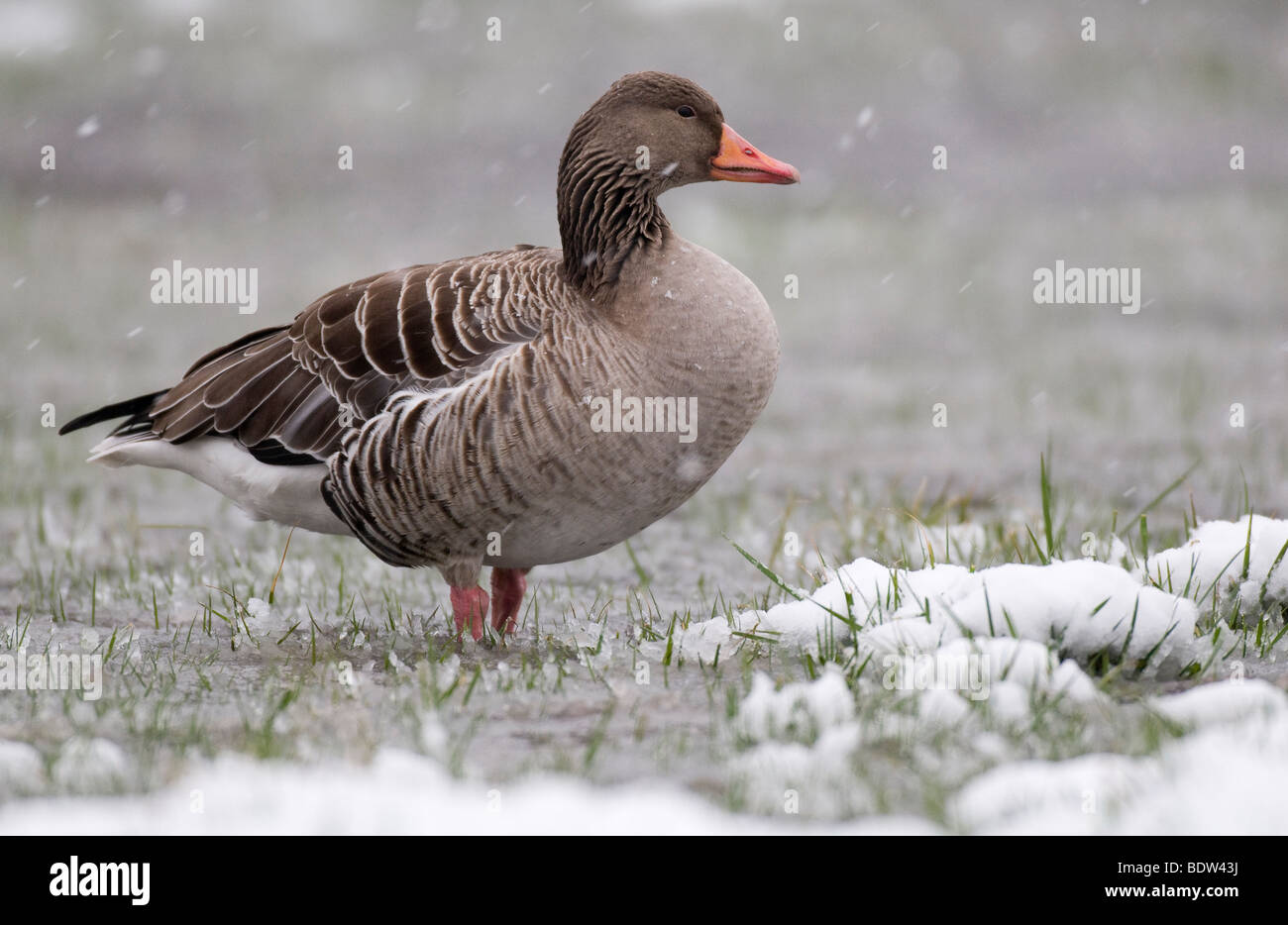 Goose in winter hi-res stock photography and images - Alamy