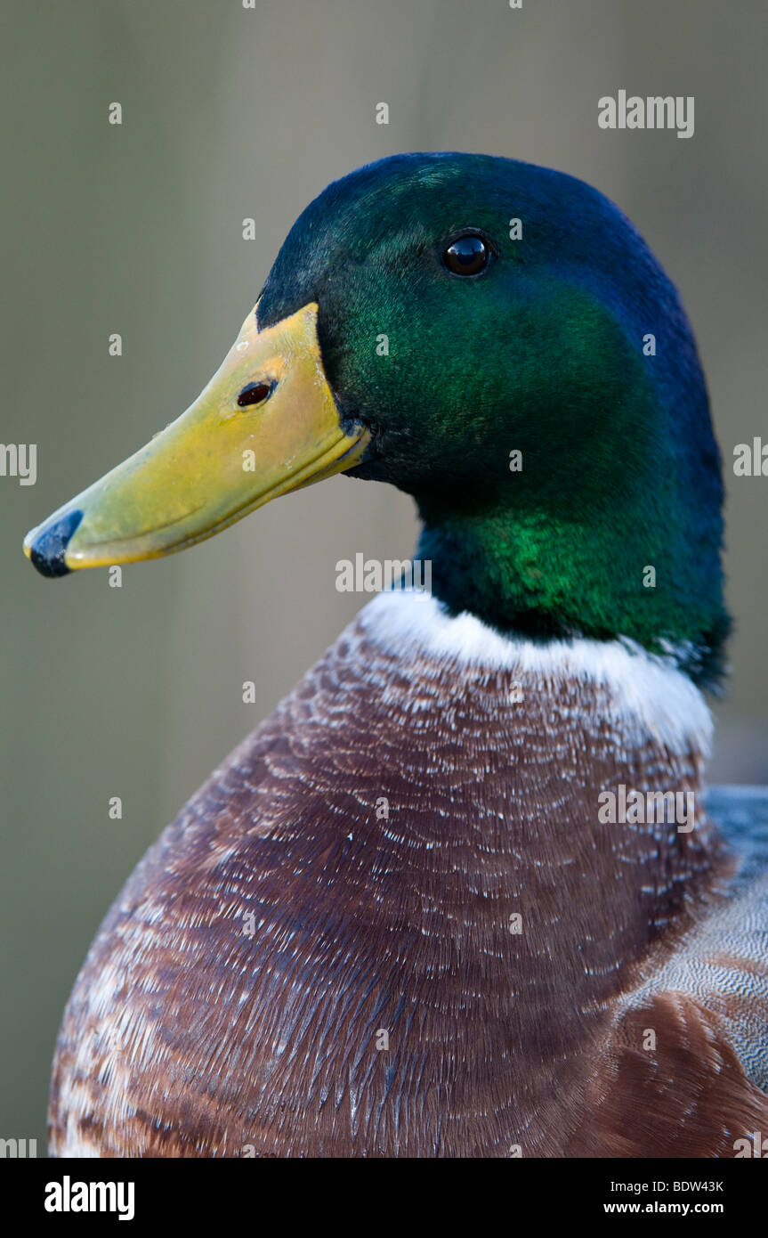 Close-Up of a drake Stock Photo - Alamy