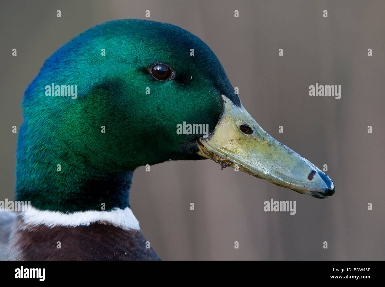 Close-Up of a drake Stock Photo - Alamy