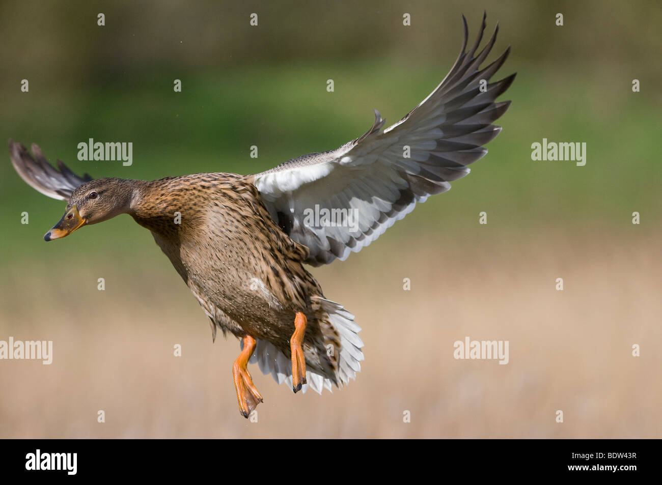 A duck in flight Stock Photo - Alamy