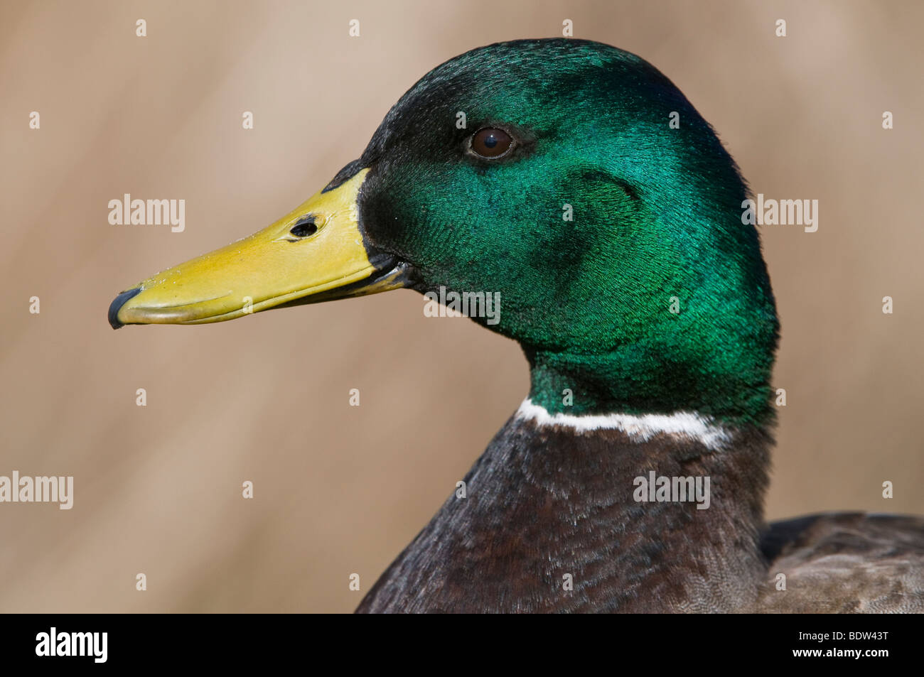 Close-Up of a drake Stock Photo - Alamy