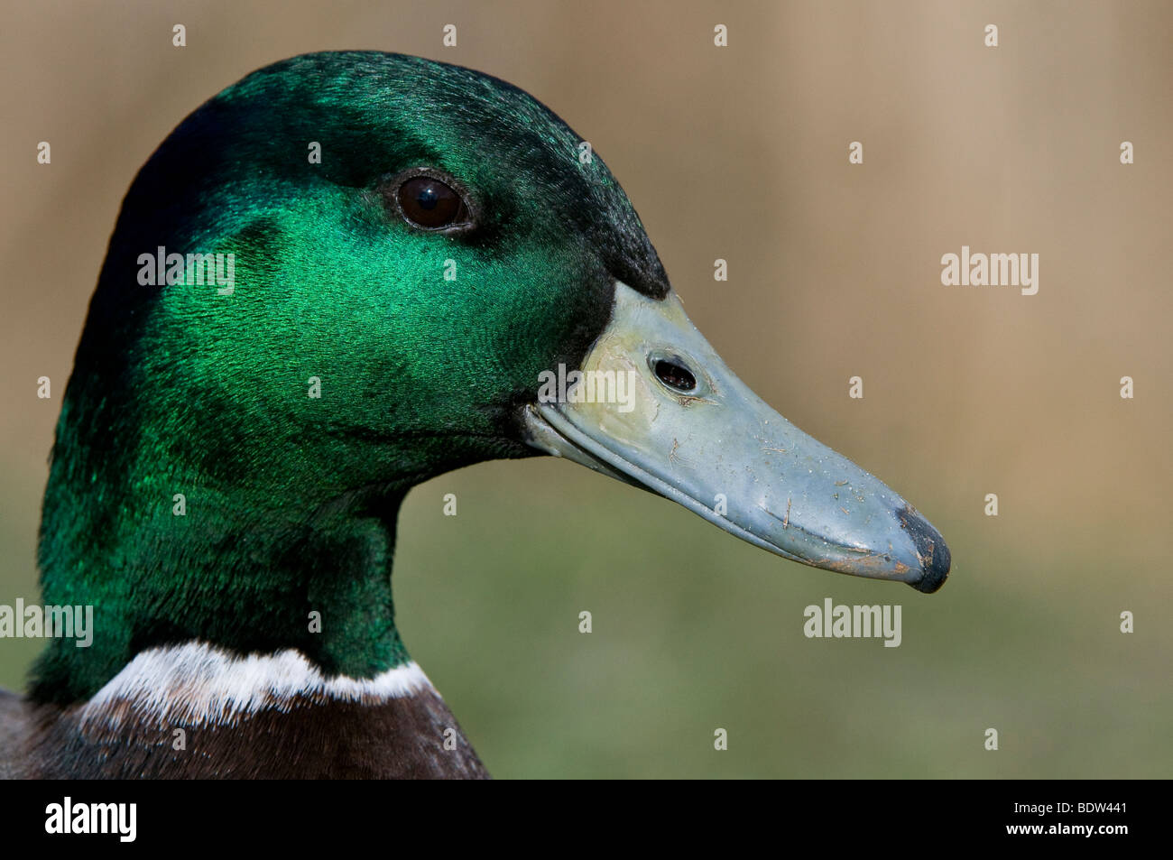 Close-Up of a drake Stock Photo - Alamy