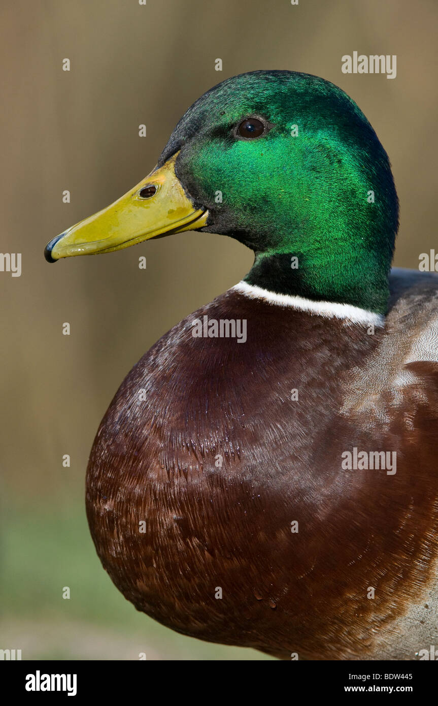 Close-Up of a drake Stock Photo - Alamy