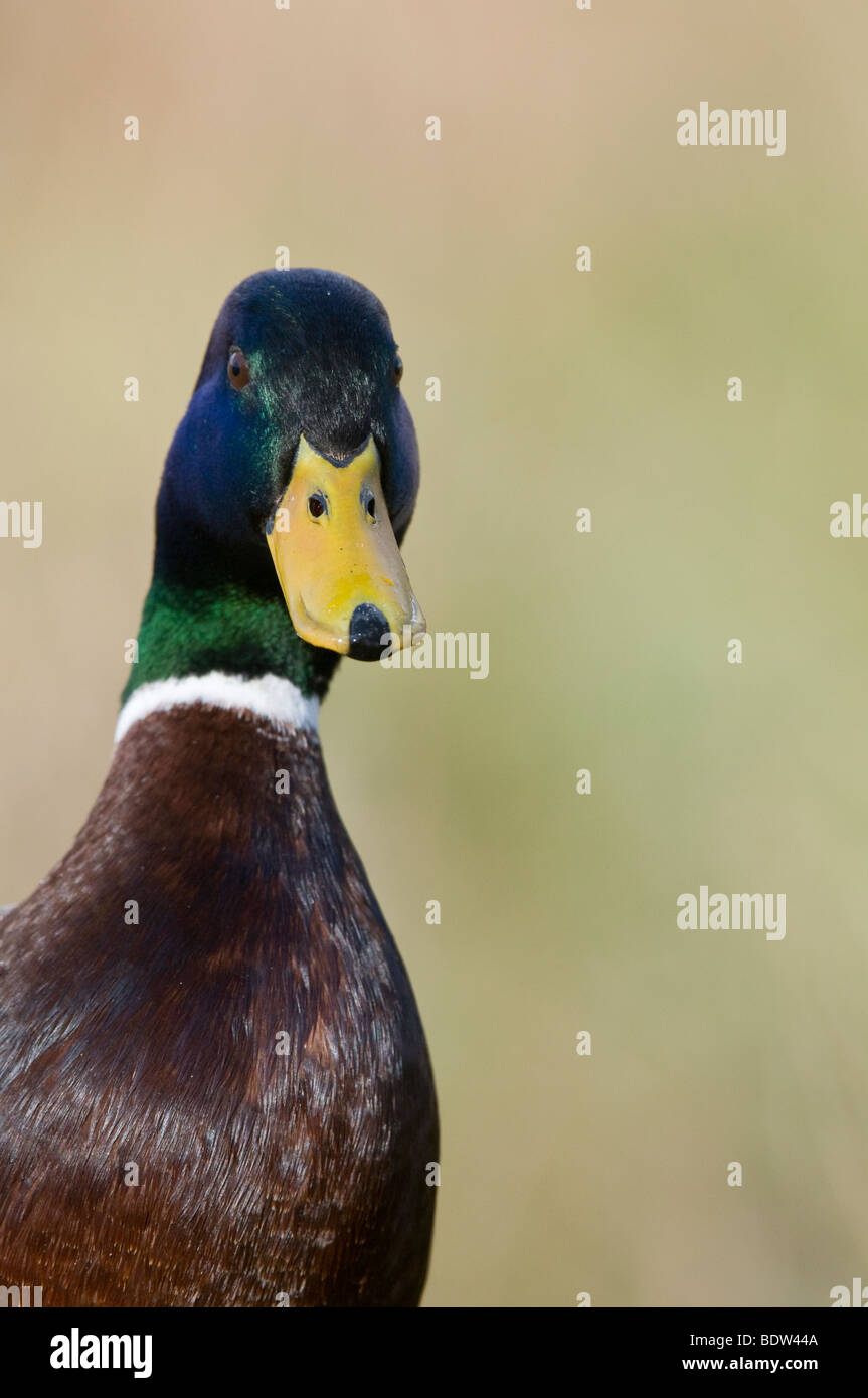 Close-Up of a drake Stock Photo - Alamy