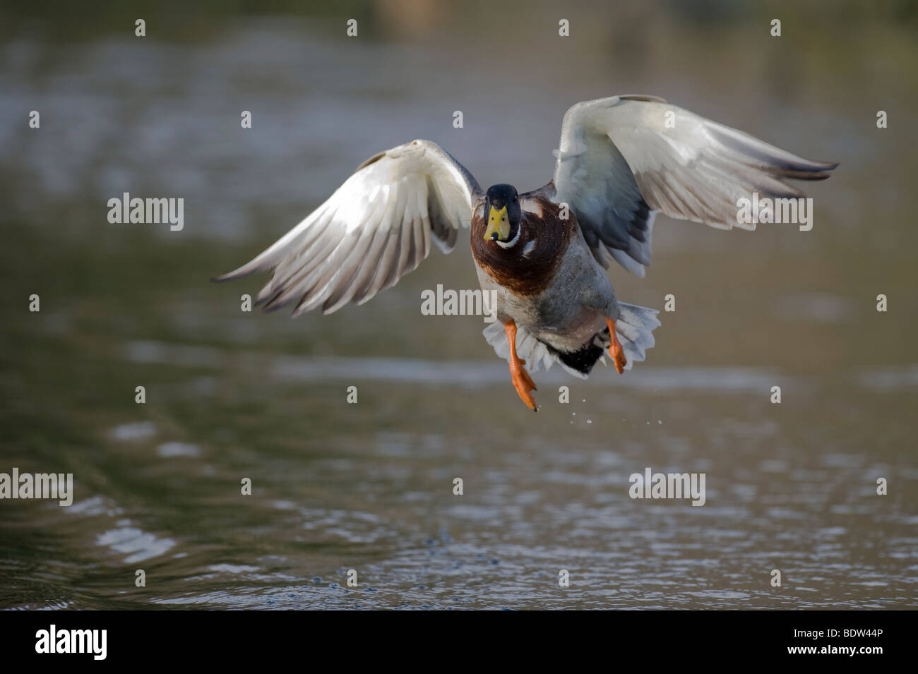 A flying duck Stock Photo - Alamy