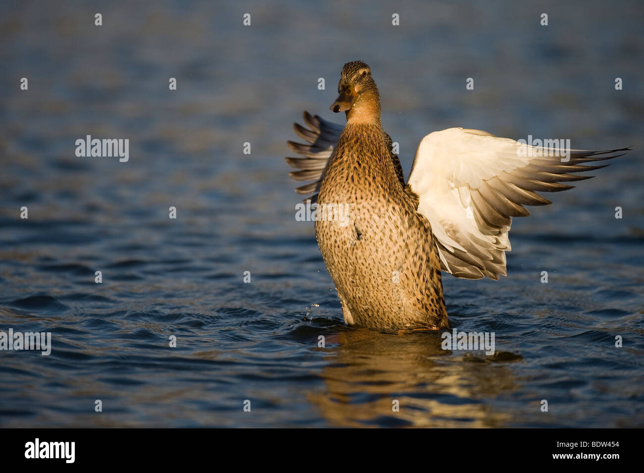 Dabbling duck spreading its wings Stock Photo - Alamy