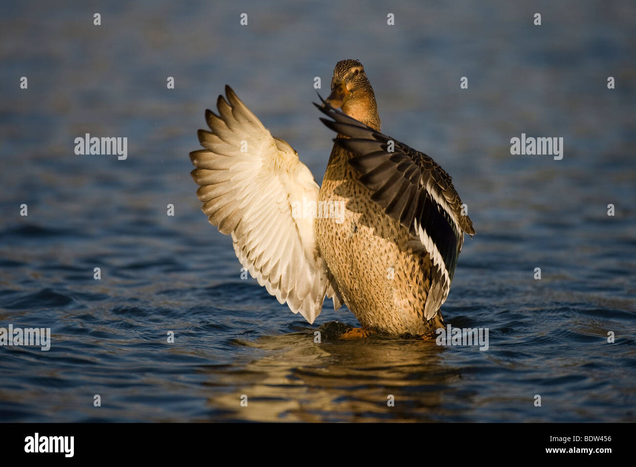 Dabbling duck hi-res stock photography and images - Alamy