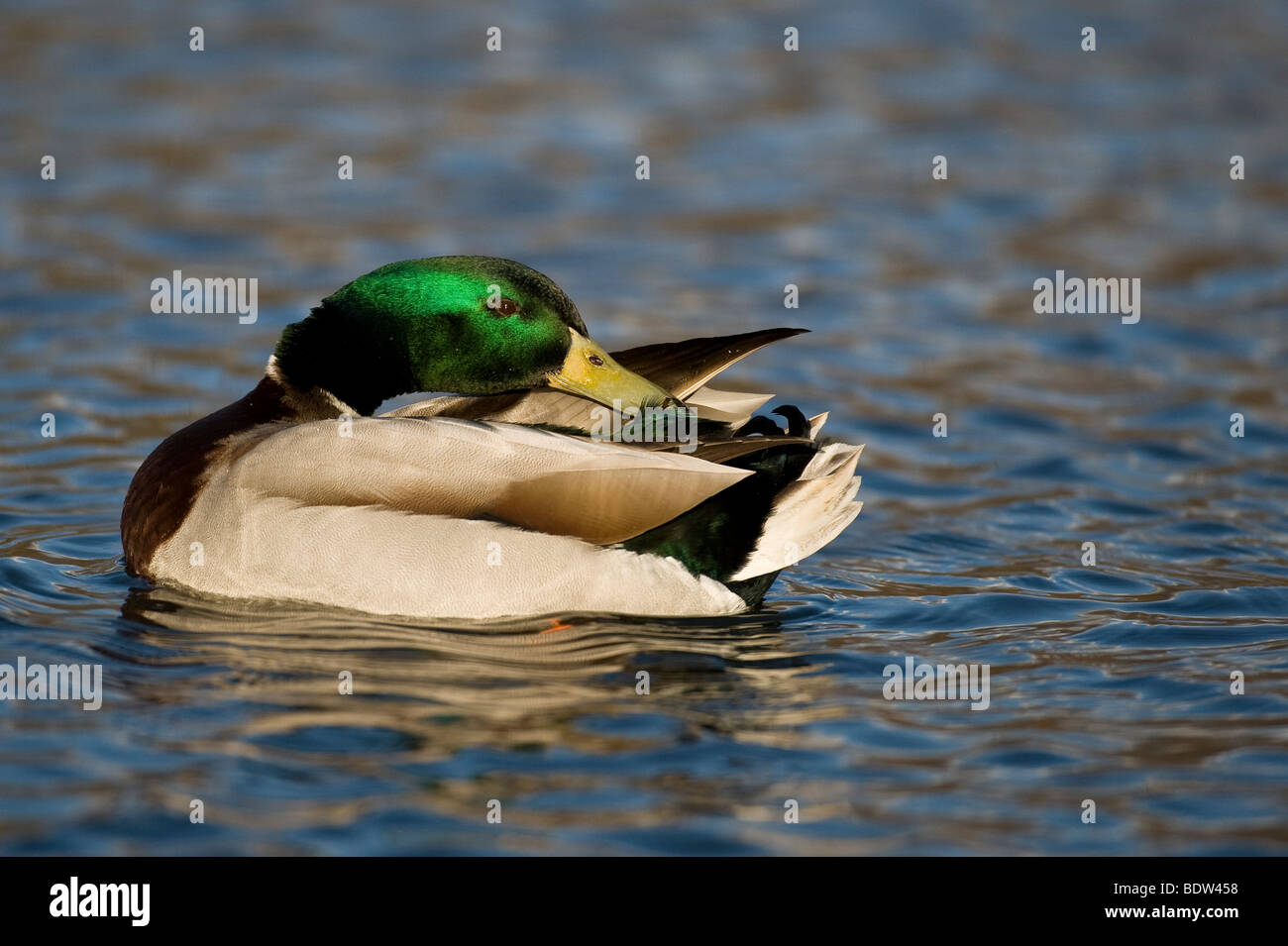 Preening birds hi-res stock photography and images - Alamy