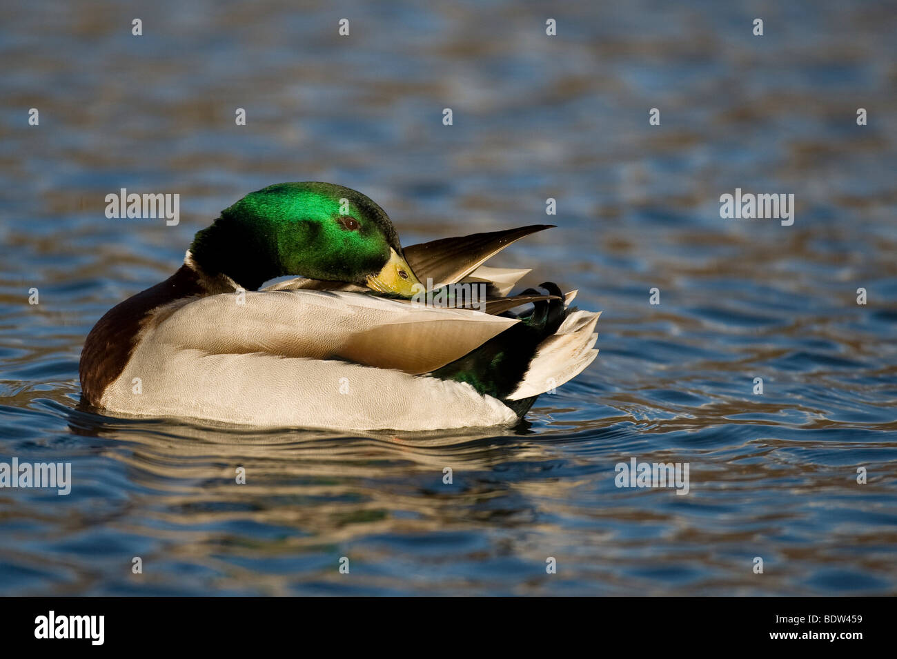 Preening duck hi-res stock photography and images - Alamy