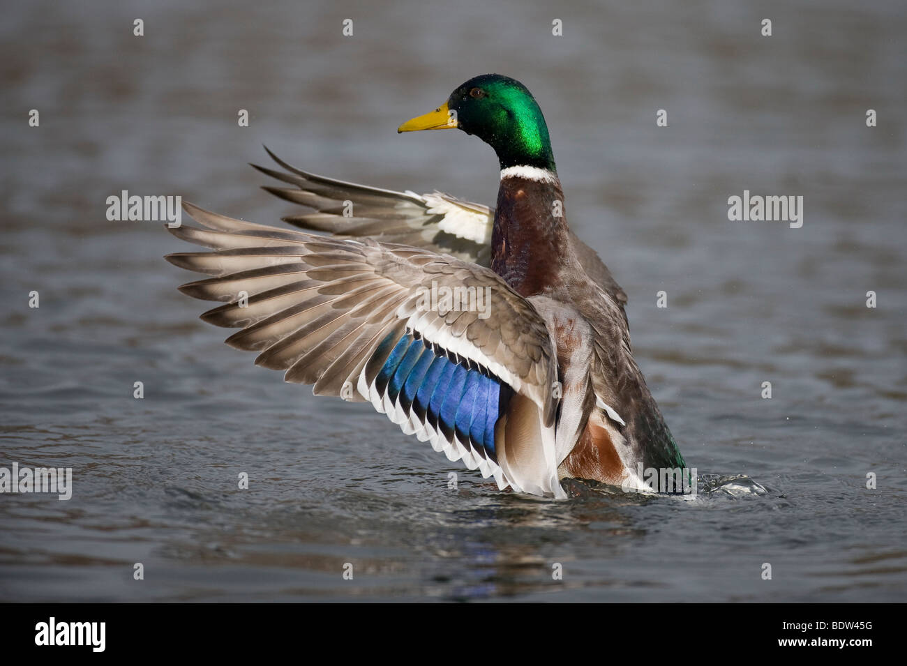 Dabbling duck hi-res stock photography and images - Alamy