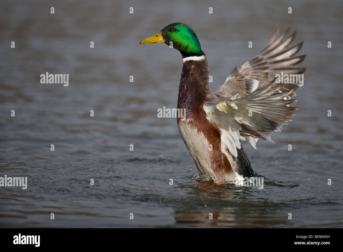A dabbling duck beating its wings Stock Photo - Alamy