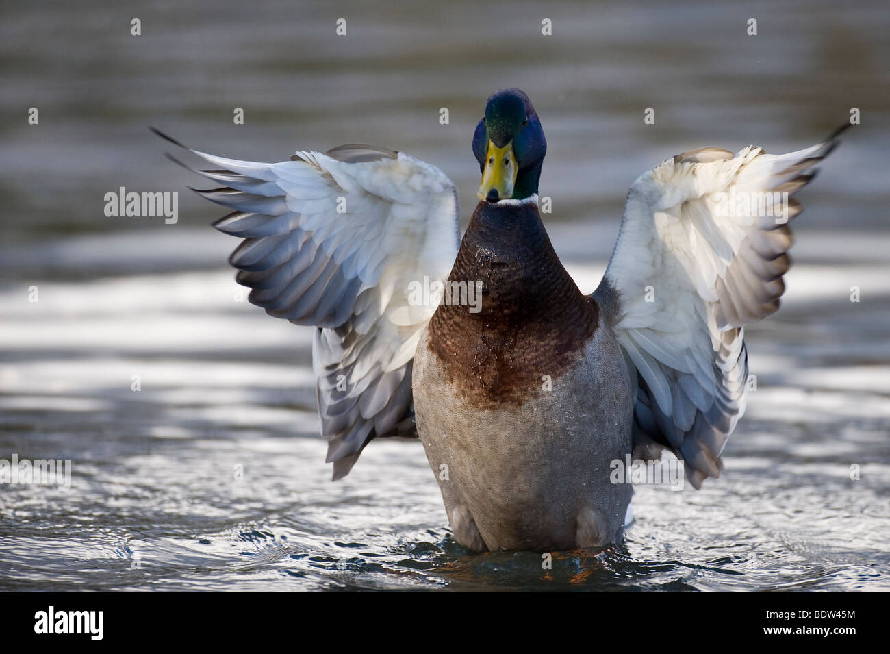 Dabbling duck hi-res stock photography and images - Alamy