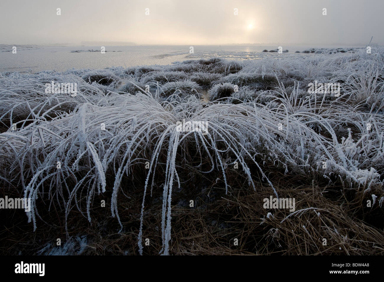 Winter in the Bog, North Germany Stock Photo - Alamy