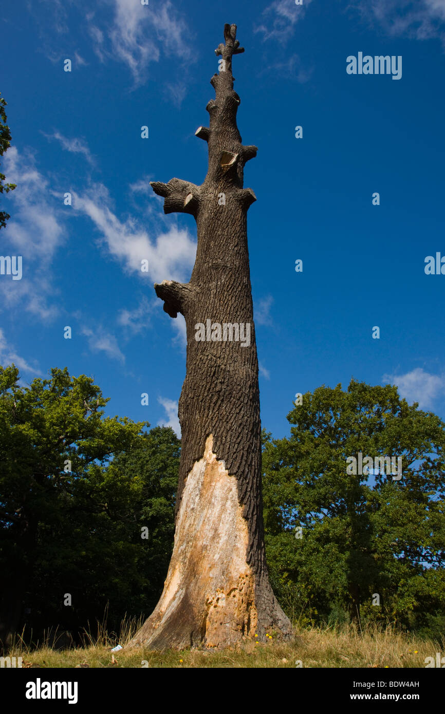 Branchless Tree due to extensive tree surgery, London, UK Stock Photo ...