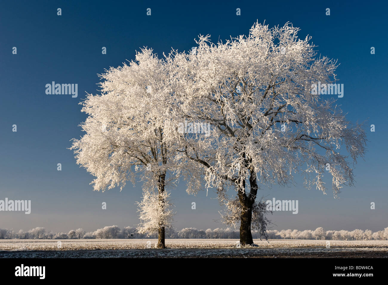 Glazed trees branches hi-res stock photography and images - Alamy