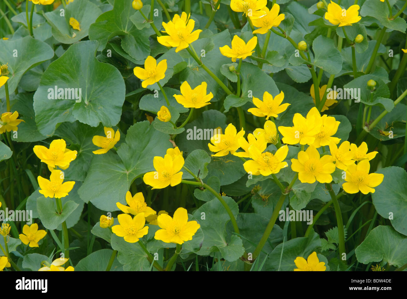 Marsh marigold or kingcups Caltha palustris. Wiltshire. April Stock ...