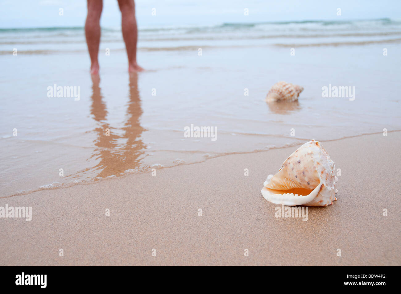 Man's legs and shells on wet sand Stock Photo - Alamy