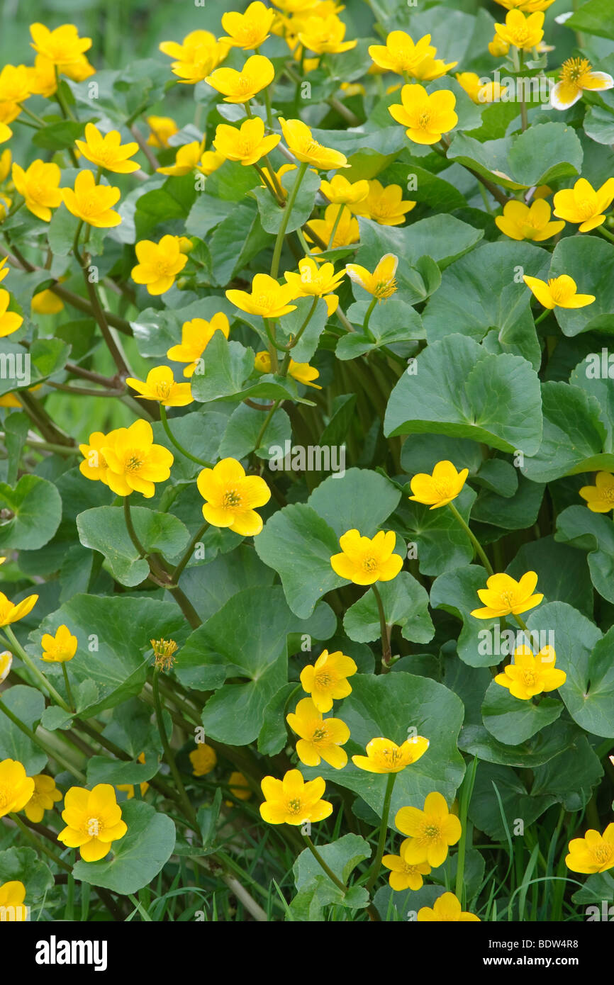 Kingcups High Resolution Stock Photography and Images - Alamy