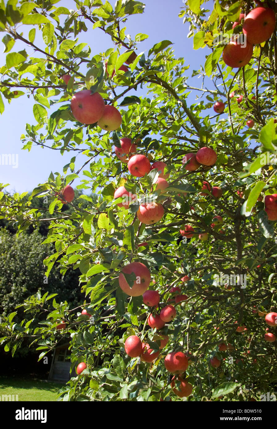 Apples Ripening on Tree Stock Photo - Alamy