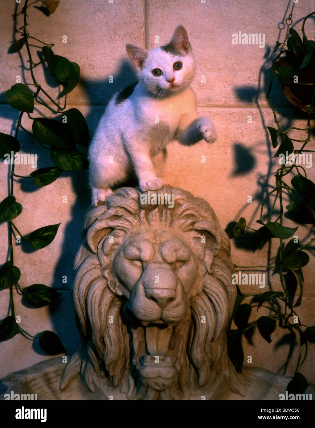 Kitty and lion Stock Photo - Alamy