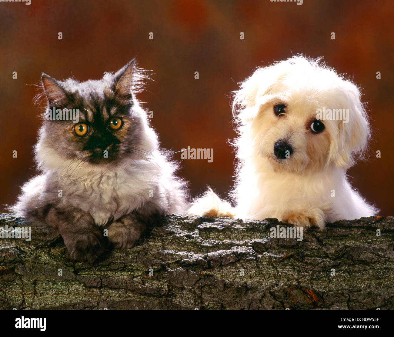 Cat and dog friends Stock Photo - Alamy