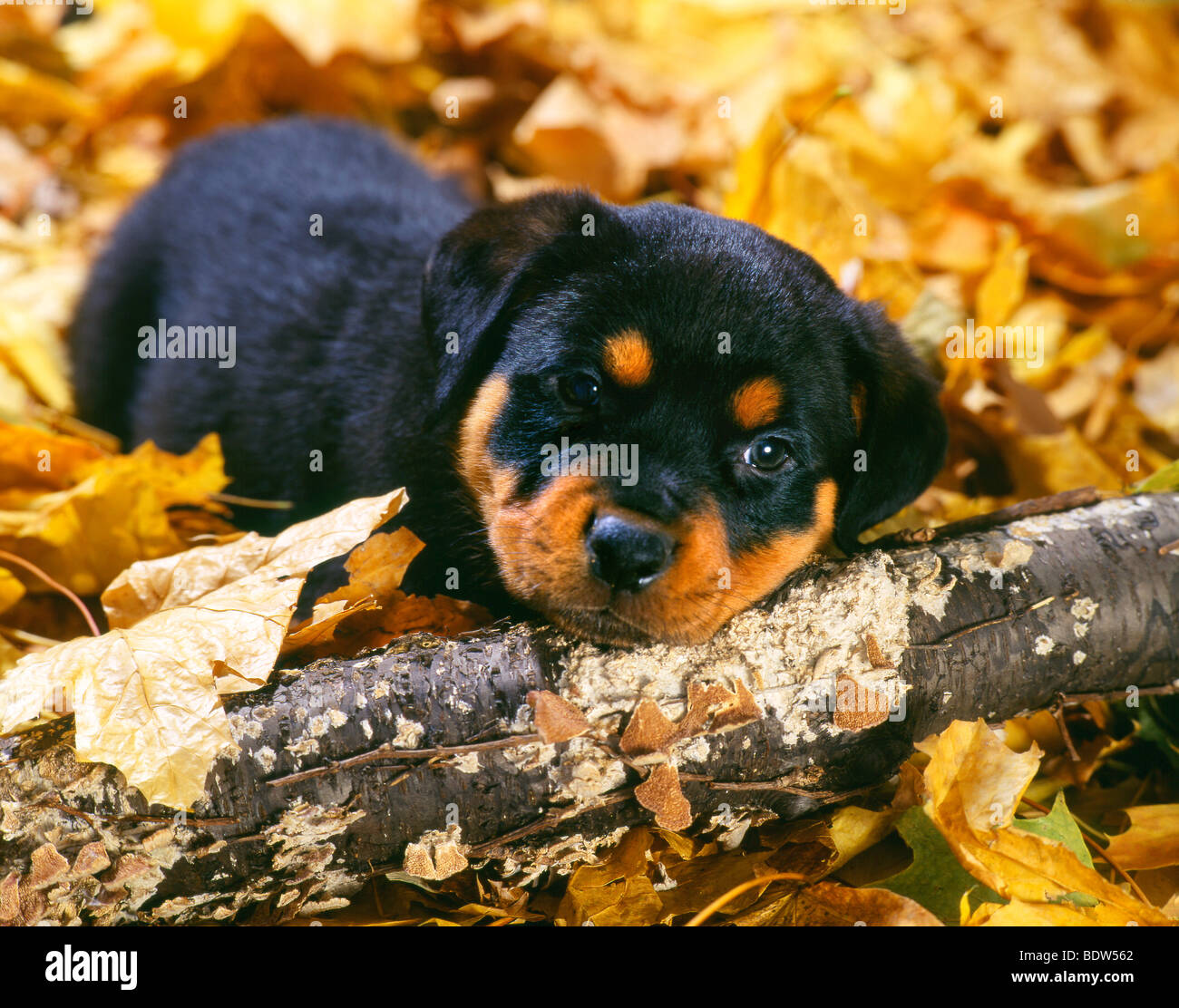 Close up rottweiler puppy hi-res stock photography and images - Alamy