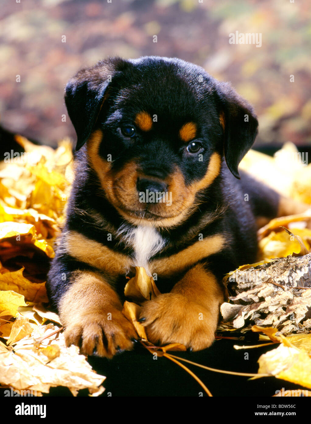 Rottweiler fall hi-res stock photography and images - Alamy