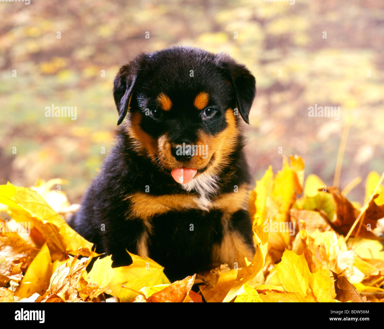 Close up rottweiler puppy hi-res stock photography and images - Alamy