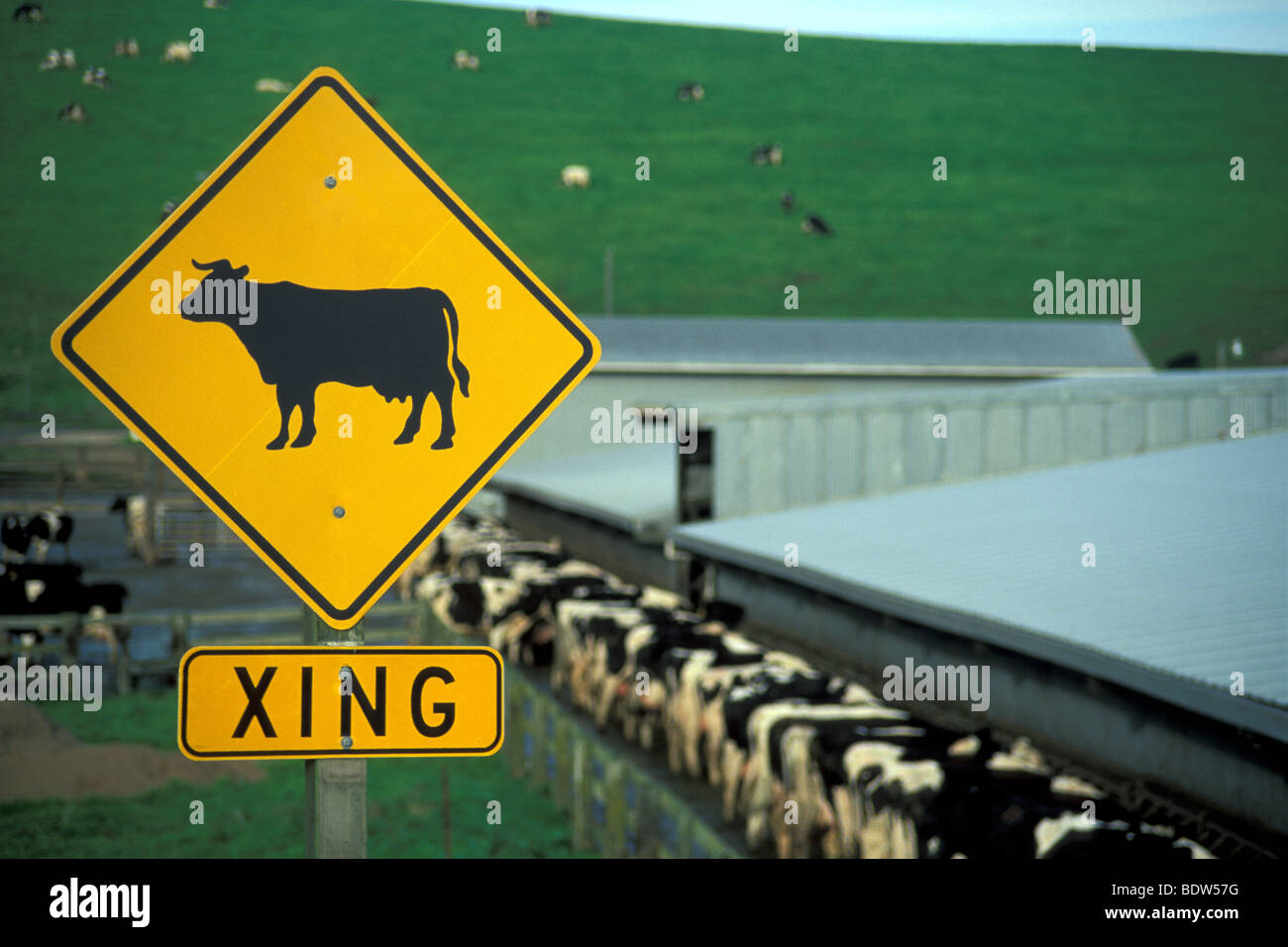Cattle xing hi-res stock photography and images - Alamy