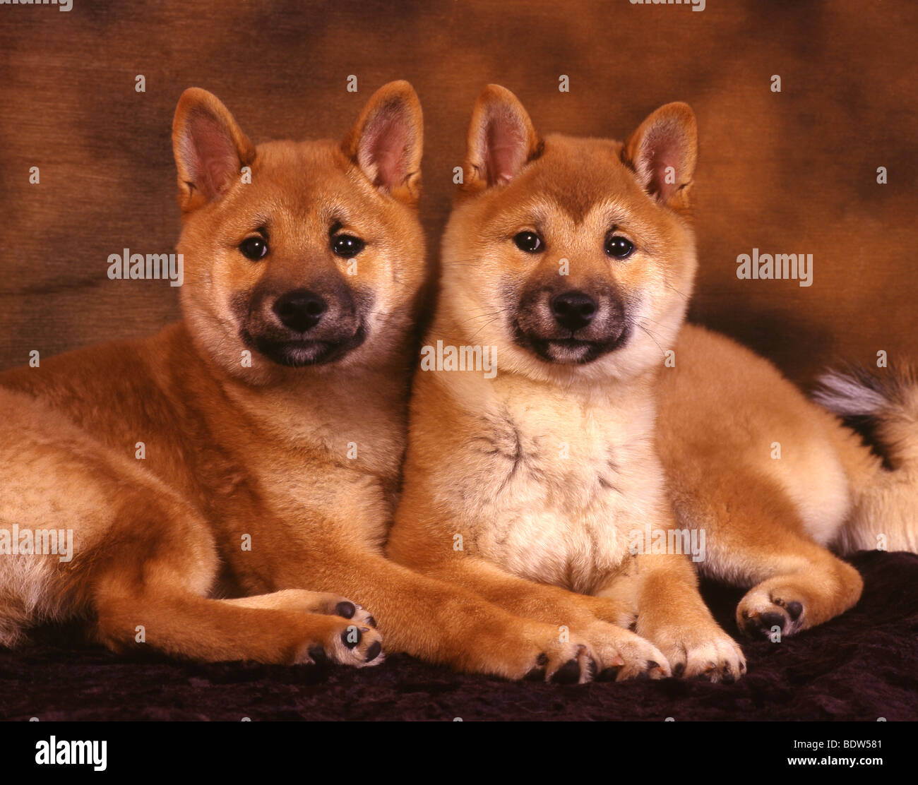2 dogs only hi-res stock photography and images - Alamy