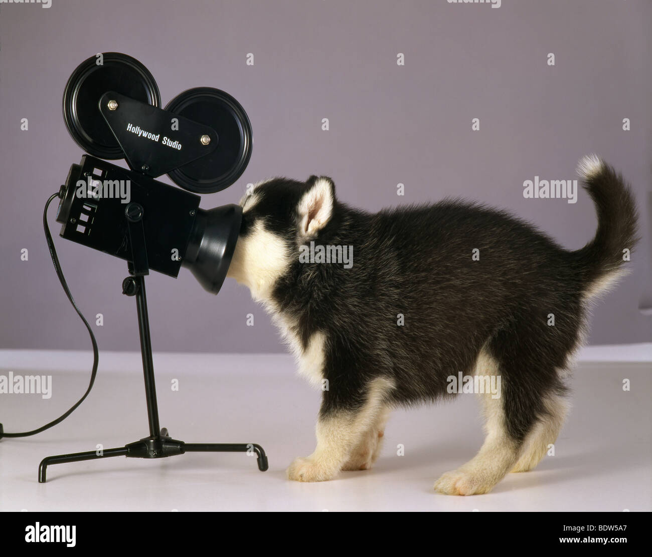 Husky dog as a movie actor Stock Photo - Alamy