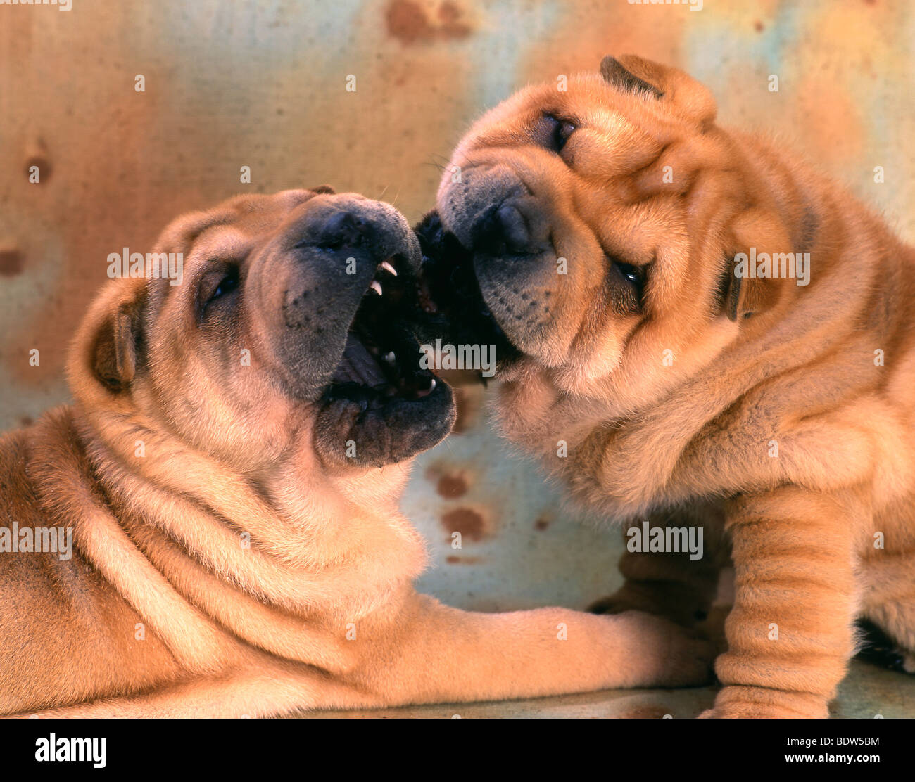 Shar-Pei dogs playing Stock Photo - Alamy