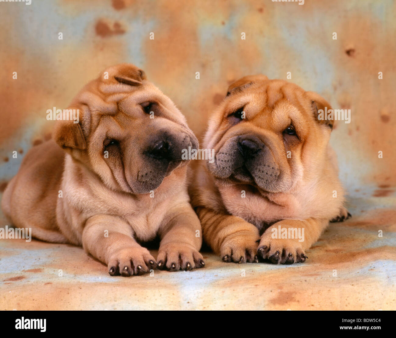 Sharpei dogs hi-res stock photography and images - Alamy