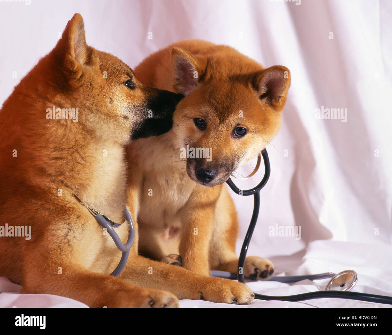 Shibas High Resolution Stock Photography and Images - Alamy