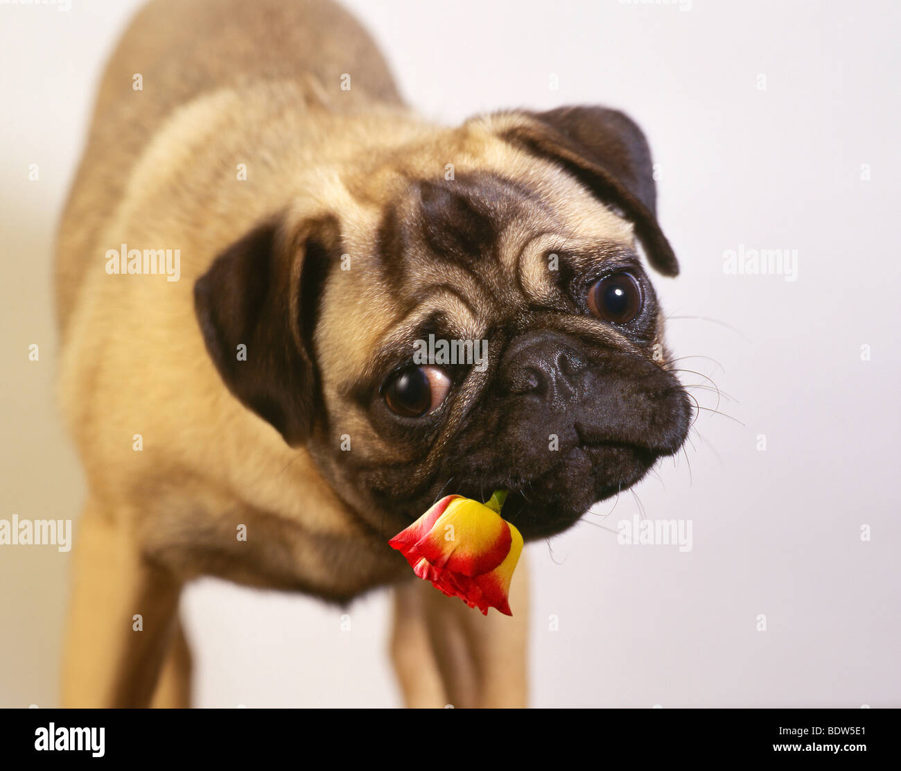 Pug with rose Stock Photo - Alamy