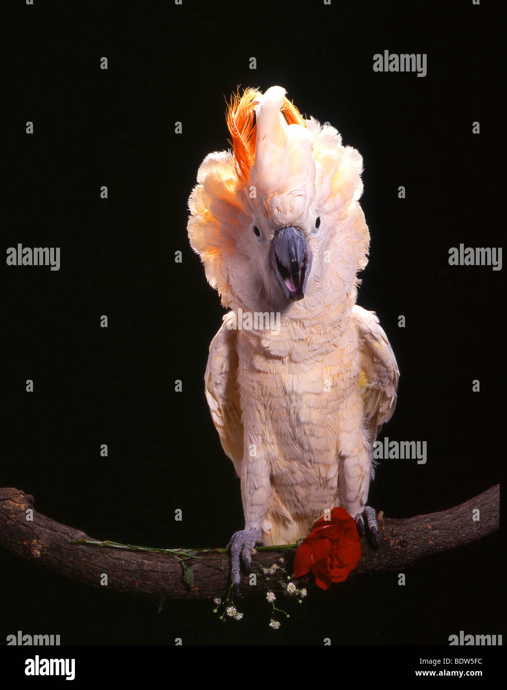 Cackatoo parrot with rose Stock Photo - Alamy