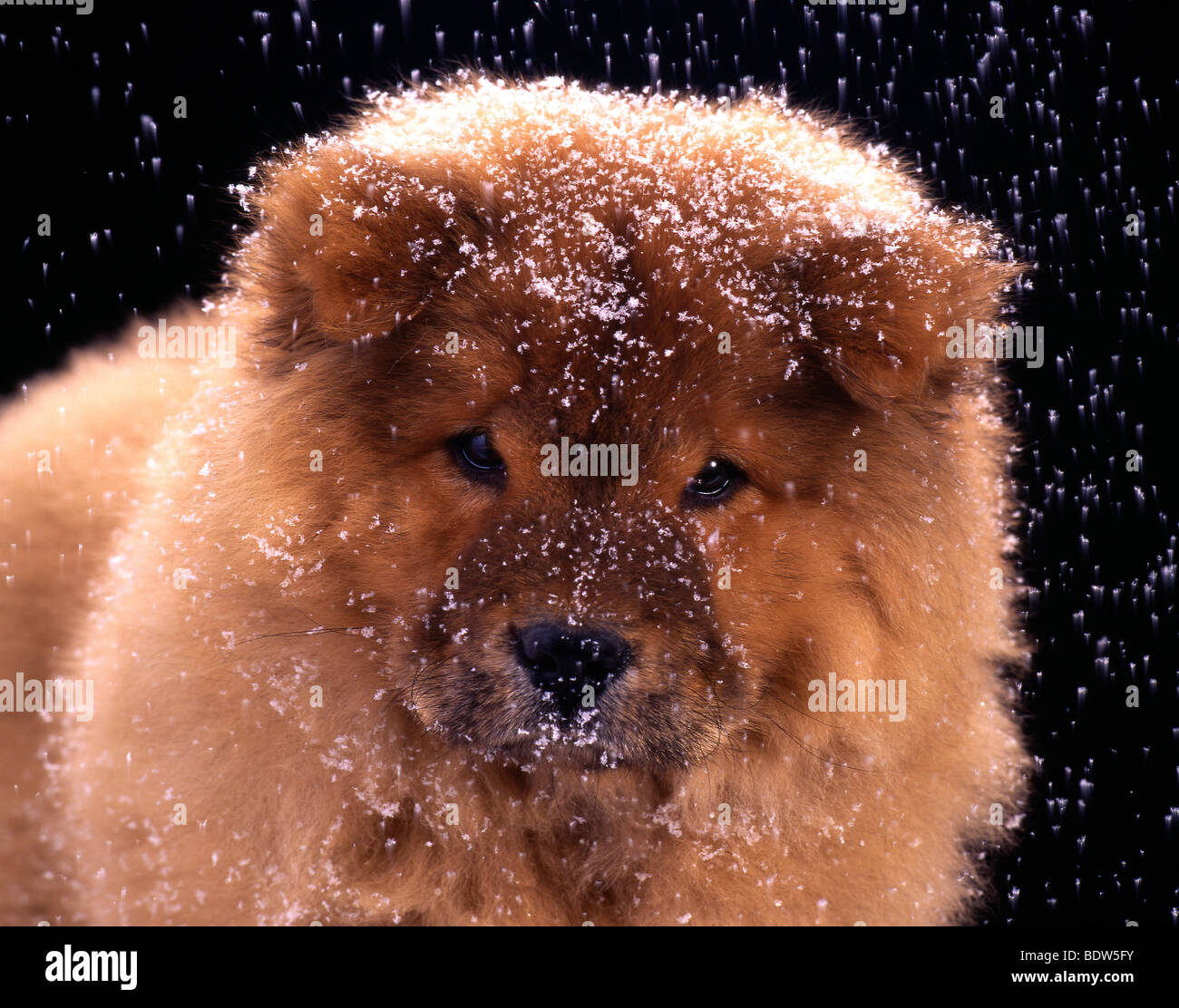 Puppy Chows High Resolution Stock Photography and Images - Alamy