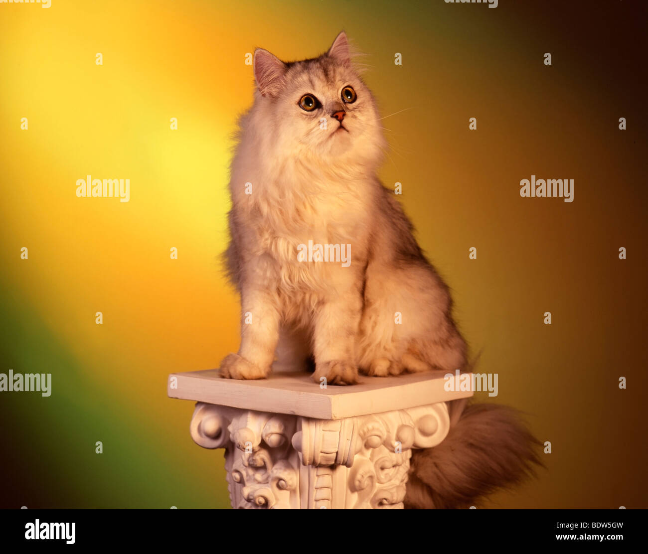 Persian Pussycat High Resolution Stock Photography and Images - Alamy