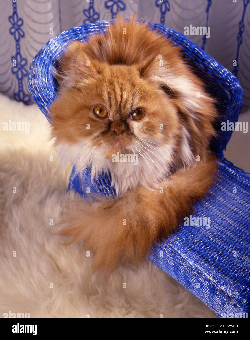 Persian Pussycat High Resolution Stock Photography and Images - Alamy